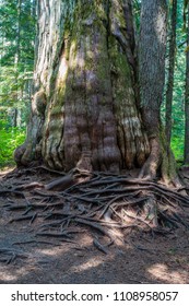 154 Interwoven Tree Roots Images, Stock Photos & Vectors | Shutterstock