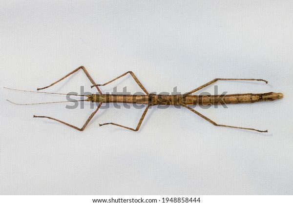 View Underside Common Indian Stick Insect Stock Photo 1948858444 ...