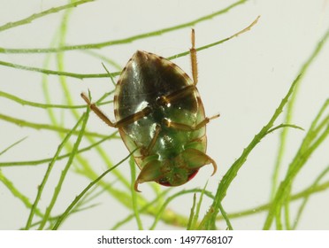 4 imágenes de Raptorial forelimbs - Imágenes, fotos y vectores de stock ...