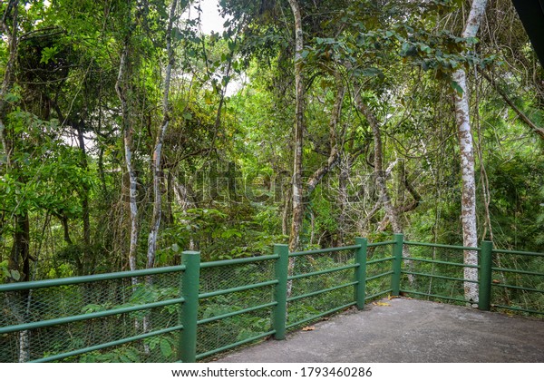 Viewing Platform Rainforest Stock Photo 1793460286 | Shutterstock