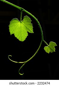 Vine black background Images, Stock Photos & Vectors | Shutterstock