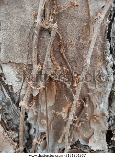 Vines Climbing Pine Tree Stock Photo 2131901637 | Shutterstock