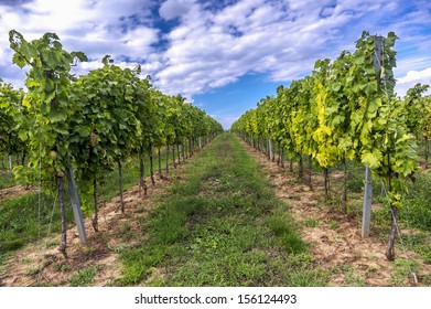 Vineyard Stock Photo 156124493 | Shutterstock
