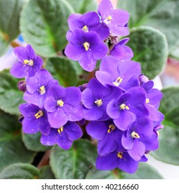 Violet Stock Photo 40216660 | Shutterstock