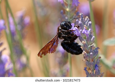Violet Carpenter Bee Stock Photo 1021817473 | Shutterstock