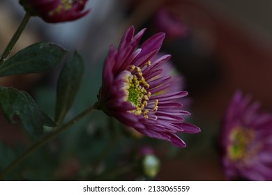 1,179 English chrysanthemum Images, Stock Photos & Vectors | Shutterstock