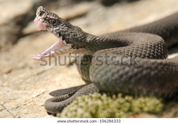 Viper Attack Stock Photo 106286333 | Shutterstock