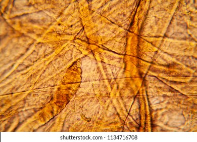 Virgin Paper Texture Microscope Stock Photo 1134716708 | Shutterstock