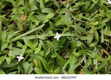 12 Virginia buttonweed Images, Stock Photos & Vectors | Shutterstock