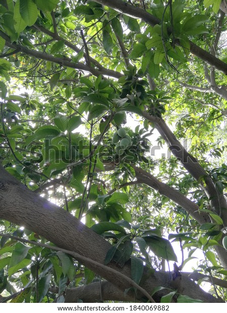 Visit Mango Trees Multan Stock Photo 1840069882 | Shutterstock