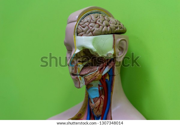 Visual Aids Model Human Body Stock Photo 1307348014 | Shutterstock