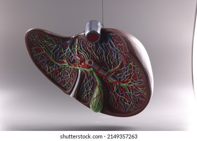 Visual Plastic Anatomical Model Human Liver Stock Photo 2149357263 ...