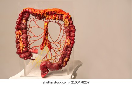 Visual Structure Human Rectum Stock Photo 2103478259 | Shutterstock