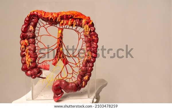 Visual Structure Human Rectum库存照片2103478259 | Shutterstock