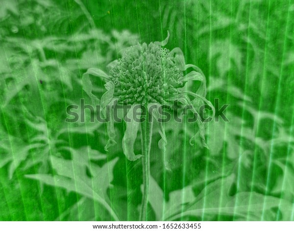 Visually Transparent Background Image Dominant Color Stock Photo ...