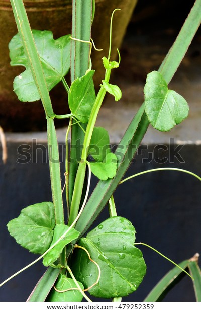 Vitis Quadrangularis Cissus Quadrangularis Veldt Grape Stock Photo ...