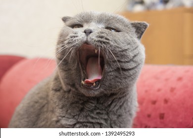 7,318 Cat singing Images, Stock Photos & Vectors | Shutterstock