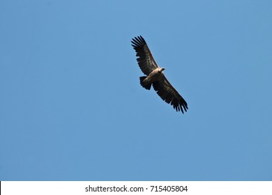 182 Volture Images, Stock Photos & Vectors | Shutterstock