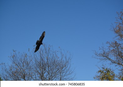 182 Volture Images, Stock Photos & Vectors | Shutterstock