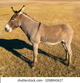 Walking Donkey Position Side View Cute Stock Photo (Edit Now) 1058043617