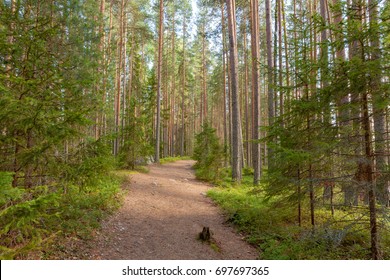 Walking Path Pine Tree Forest Summer Stock Photo 697697365 | Shutterstock