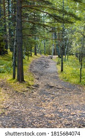 Walking Path Tree Roots Running Through Stock Photo 1815684074 ...