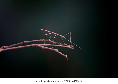 Walking Stick Insect Phasmids Phasmatodea Phasmatoptera 스톡 사진 ...