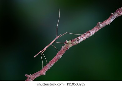 Walking Stick Insect Phasmids Phasmatodea Phasmatoptera库存照片1313361557 ...