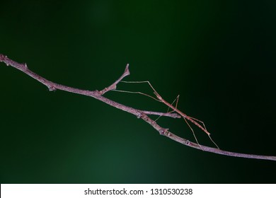 Walking Stick Insect Phasmids Phasmatodea Phasmatoptera Foto Stok ...