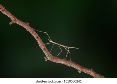 Stick Insect Phasmids Phasmatodea Phasmatoptera Known Foto stock ...