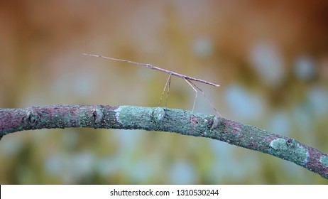 Walking Stick Insect Phasmids Phasmatodea Phasmatoptera ภาพสต็อก ...