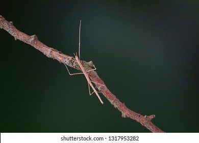 Walking Stick Insect Phasmids Phasmatodea Phasmatoptera Stock Photo ...