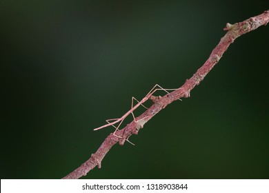 Walking Stick Insect Phasmids Phasmatodea Phasmatoptera Foto stock ...