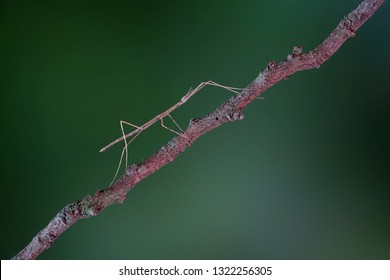 Walking Stick Insect Phasmids Phasmatodea Phasmatoptera库存照片1313361557 ...