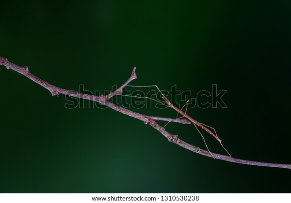 Walking Stick Insect Phasmids Phasmatodea Phasmatoptera Stock Photo ...