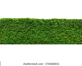 1,085 Ficus hedge Images, Stock Photos & Vectors | Shutterstock