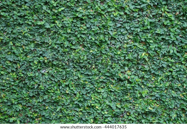 Wall Creeping Fig Texture Stock Photo (Edit Now) 444017635