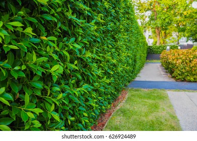 Wall Tree Stock Photo 626924489 | Shutterstock