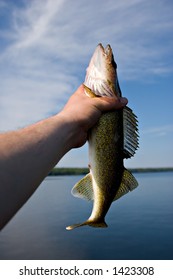317 Walleye fish scales Stock Photos, Images & Photography | Shutterstock
