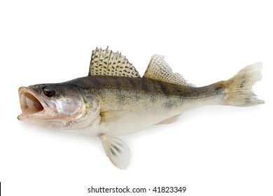 317 Walleye fish scales Stock Photos, Images & Photography | Shutterstock