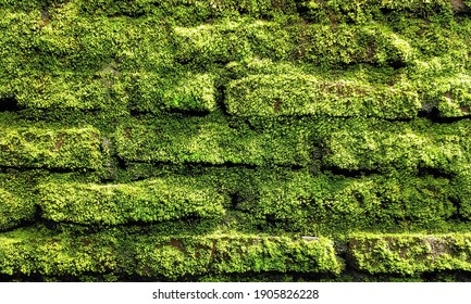 Wallpaper Bricks Full Algae Stock Photo 1905826228 | Shutterstock