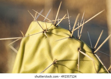 Wallpaper Steadfast Work Stock Photo 492357124 | Shutterstock
