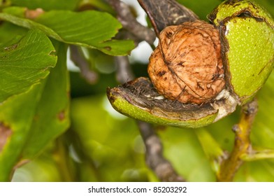 Walnut Stock Photo 85203292 | Shutterstock