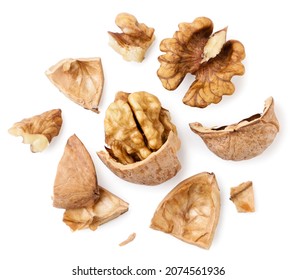 1,767 Split walnut Images, Stock Photos & Vectors | Shutterstock
