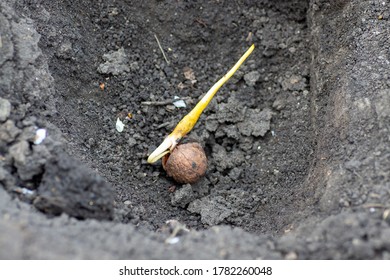 671 Tree roots walnut Images, Stock Photos & Vectors | Shutterstock