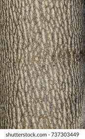 Walnut Tree Bark Stock Photo 737303449 | Shutterstock