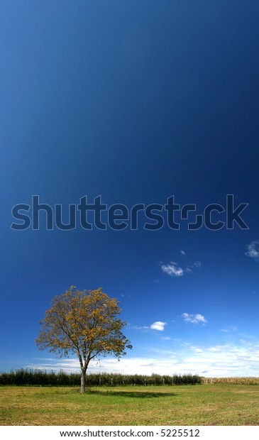 Walnut Tree Field Stock Photo 5225512 | Shutterstock