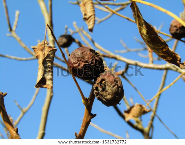 Walnut Tree Ripe Drying Nuts Hungarian Stock Photo 1531732772 ...