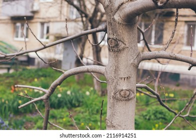 6,682 Walnut eyes Images, Stock Photos & Vectors | Shutterstock