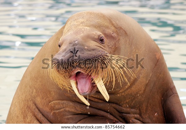 Walrus Stock Photo 85754662 | Shutterstock